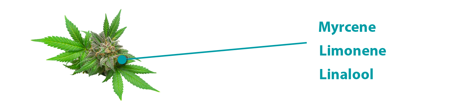 Terpene Analysis in Cannabis and Hemp by Gas Chromatography